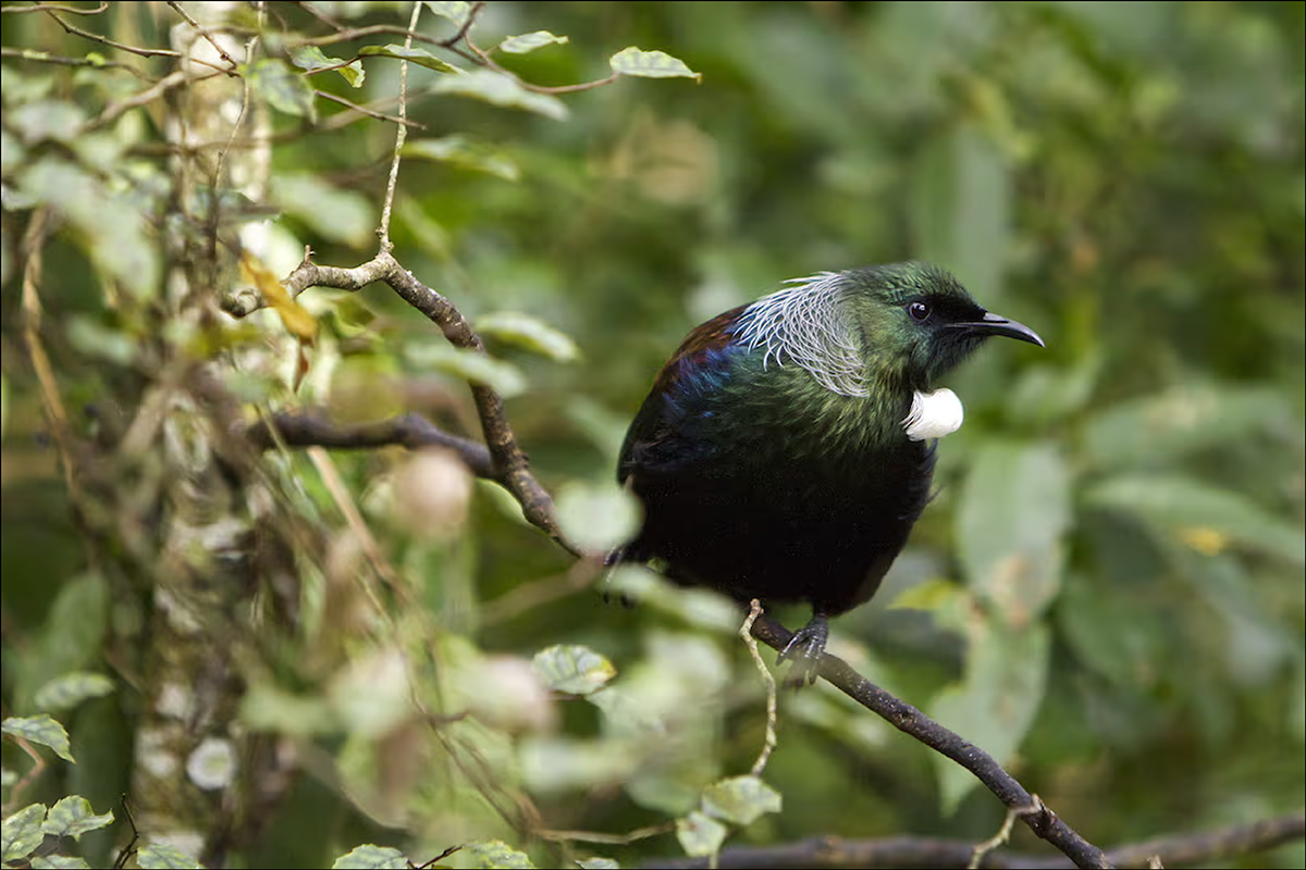 A Guide for Attracting Garden Birds in New Zealand – farmlands-nz