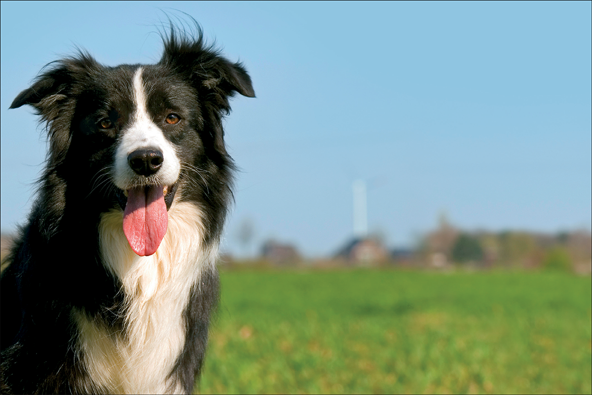 Dog Food Transition Guide – farmlands-nz