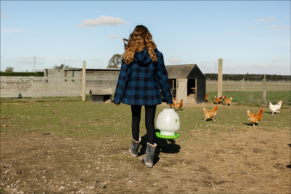 Let's' talk chickens – farmlands-nz