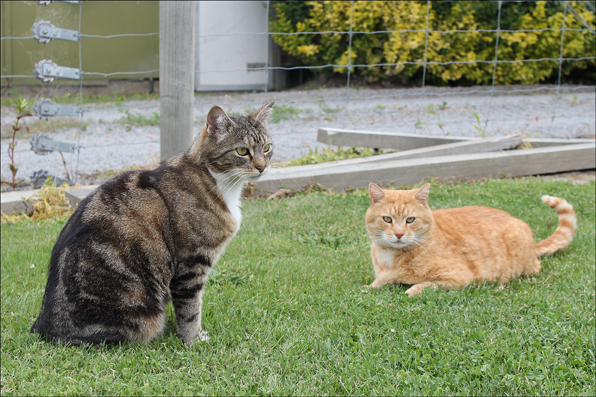 Flea Prevention and Treatment – farmlands-nz