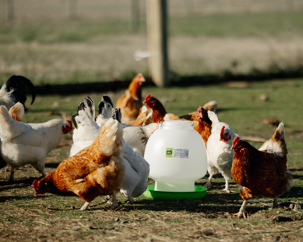 Windbreak XS Premium Knitted 1.83m x 50m Green – farmlands-nz