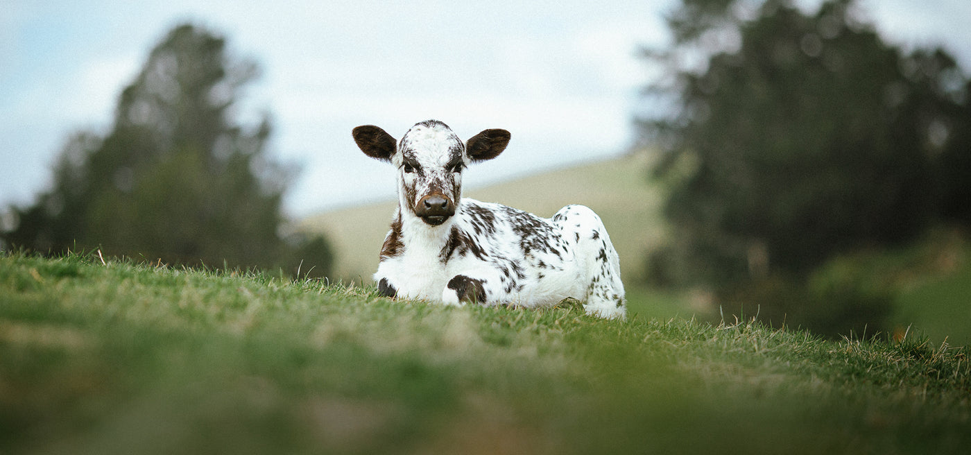 Calf – farmlands-nz