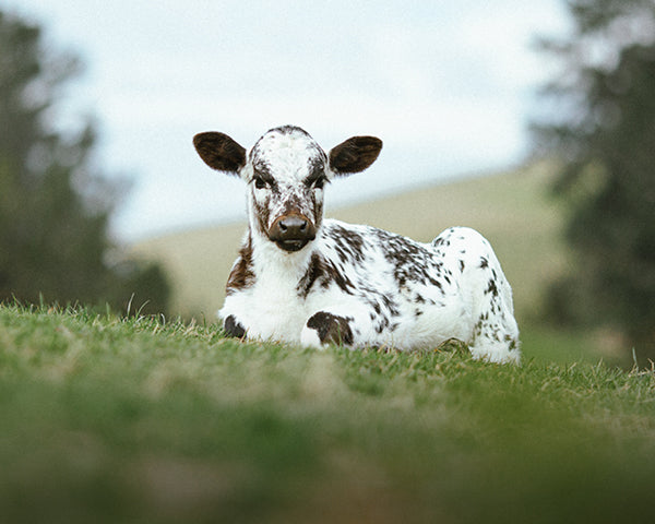 Iplex Novaflo Pipe Punched 110mm x 100m – farmlands-nz