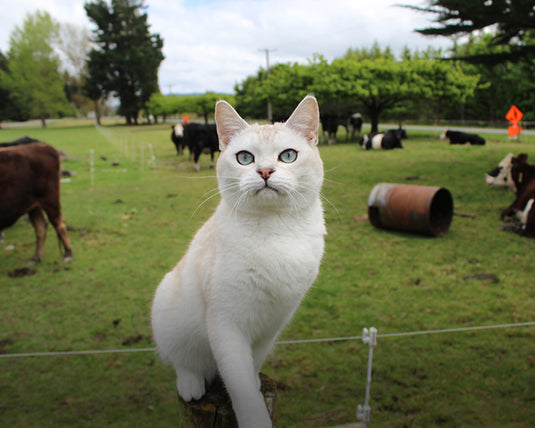 Pestoff Rodent Block 3kg – farmlands-nz