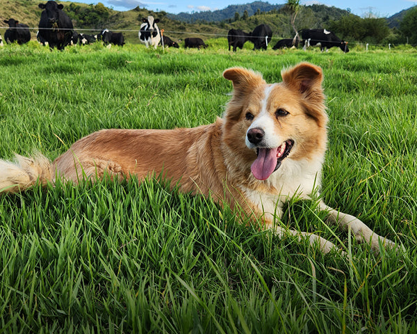 FLPRO FAQ – farmlands-nz