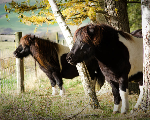 Frequently asked questions – farmlands-nz