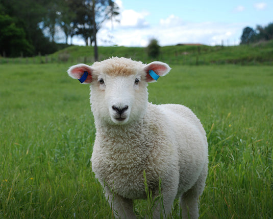 Iplex Novaflo Pipe Punched 110mm x 100m – farmlands-nz