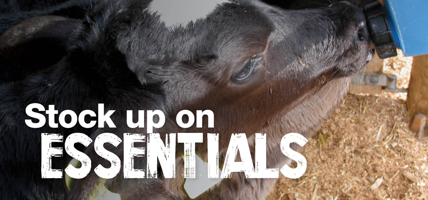 Spring Calving – farmlands-nz